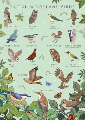 57AS65 - British Woodland Birds Nature Guide Greeting Card – The Heart ...