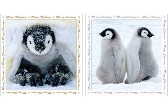 NC- XM520 - Penguin Chick Christmas Notecard Pack (3 Packs of 6 cards ...