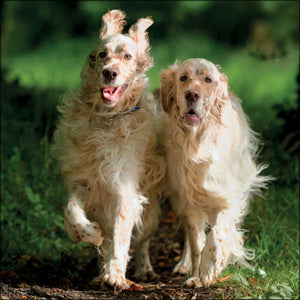 L457 - English Setters Running Greeting Card (6 Cards) – The Heart of a ...
