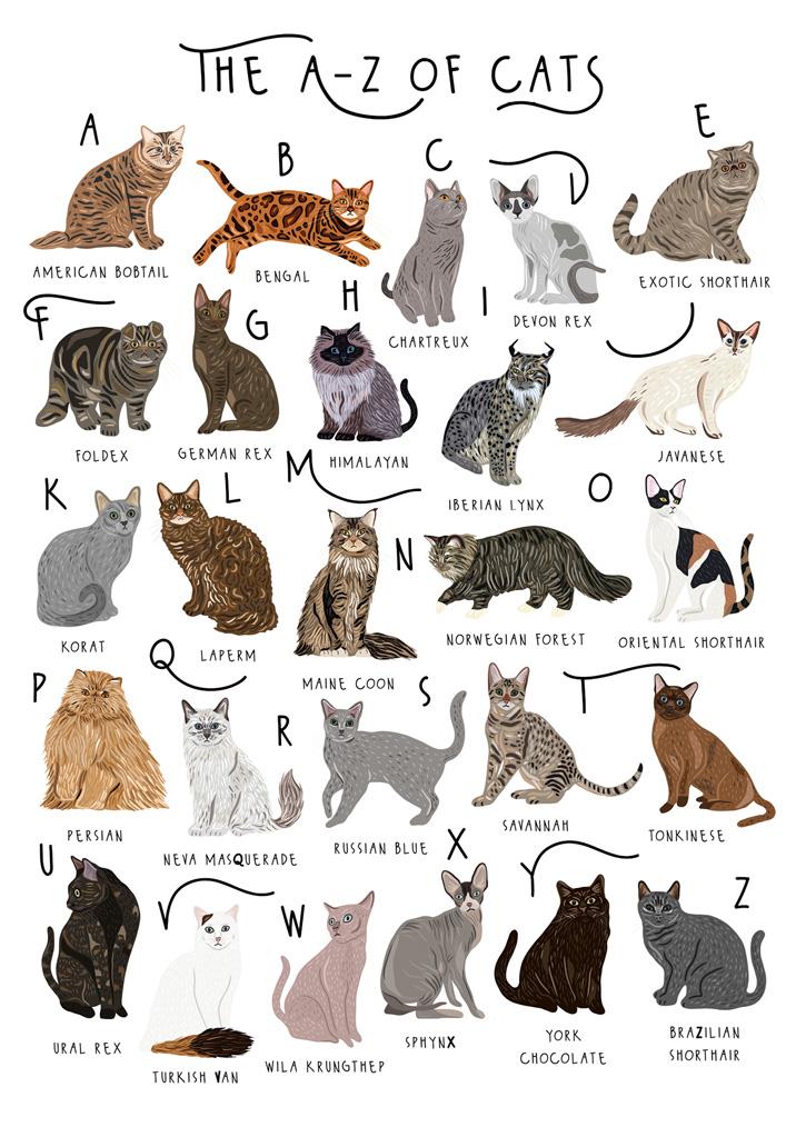 57BB53 - The A-Z of Cats Greeting Card – The Heart of a Garden/ArtEco ...