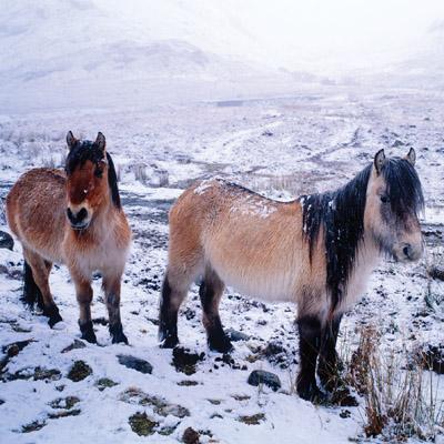 CS148 - Highland Ponies Greeting Card – The Heart of a Garden/ArtEco ...