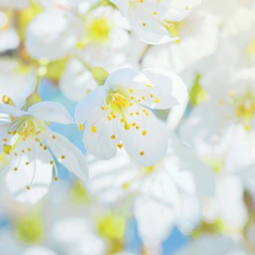 L409 - Blossom Greeting Card (6 Cards) – The Heart of a Garden/ArtEco ...