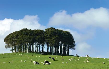 PDV555 - Beech Tree Copse Lifton Postcard – The Heart of a Garden ...